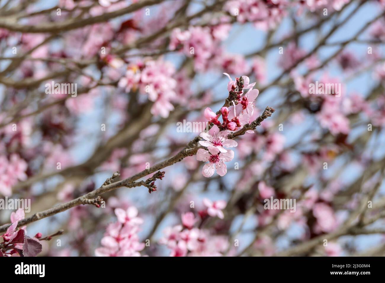 Pink flowers of a blossoming Prunus cerasifera Pissardi plum tree ...