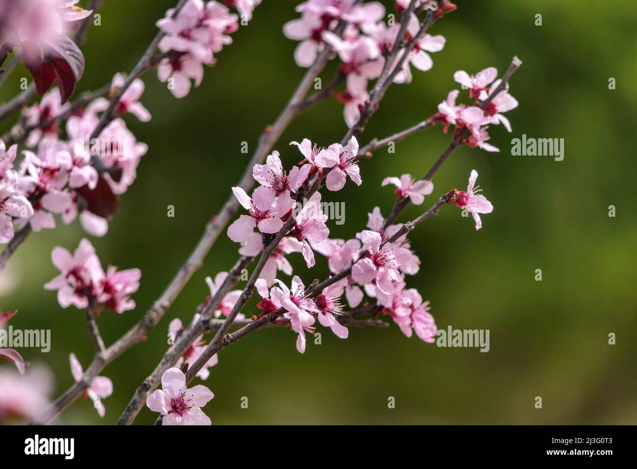 Pink flowers of a blossoming Prunus cerasifera Pissardi plum tree ...