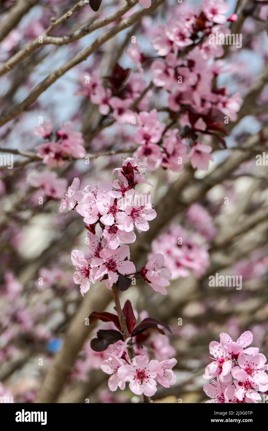 Red leaved cherry plum hi-res stock photography and images - Alamy