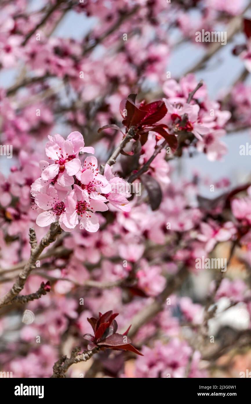 Pink flowers of a blossoming Prunus cerasifera Pissardi plum tree ...