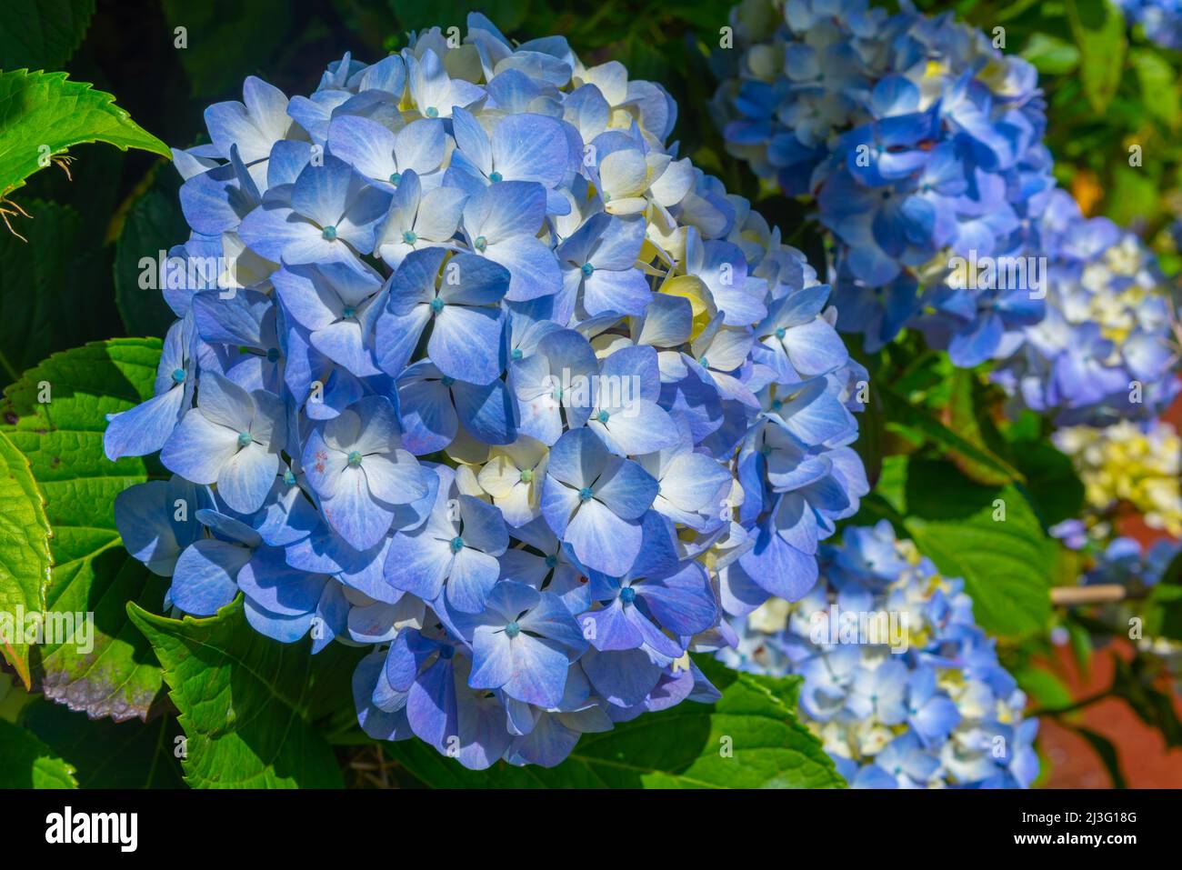 Detail of blue hydrangea flower at Azores islands in Portugal Stock ...