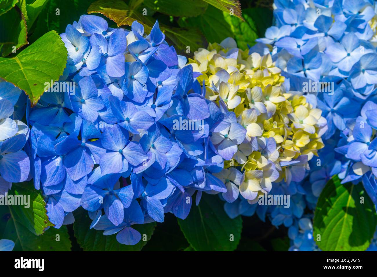 Detail of blue hydrangea flower at Azores islands in Portugal Stock ...