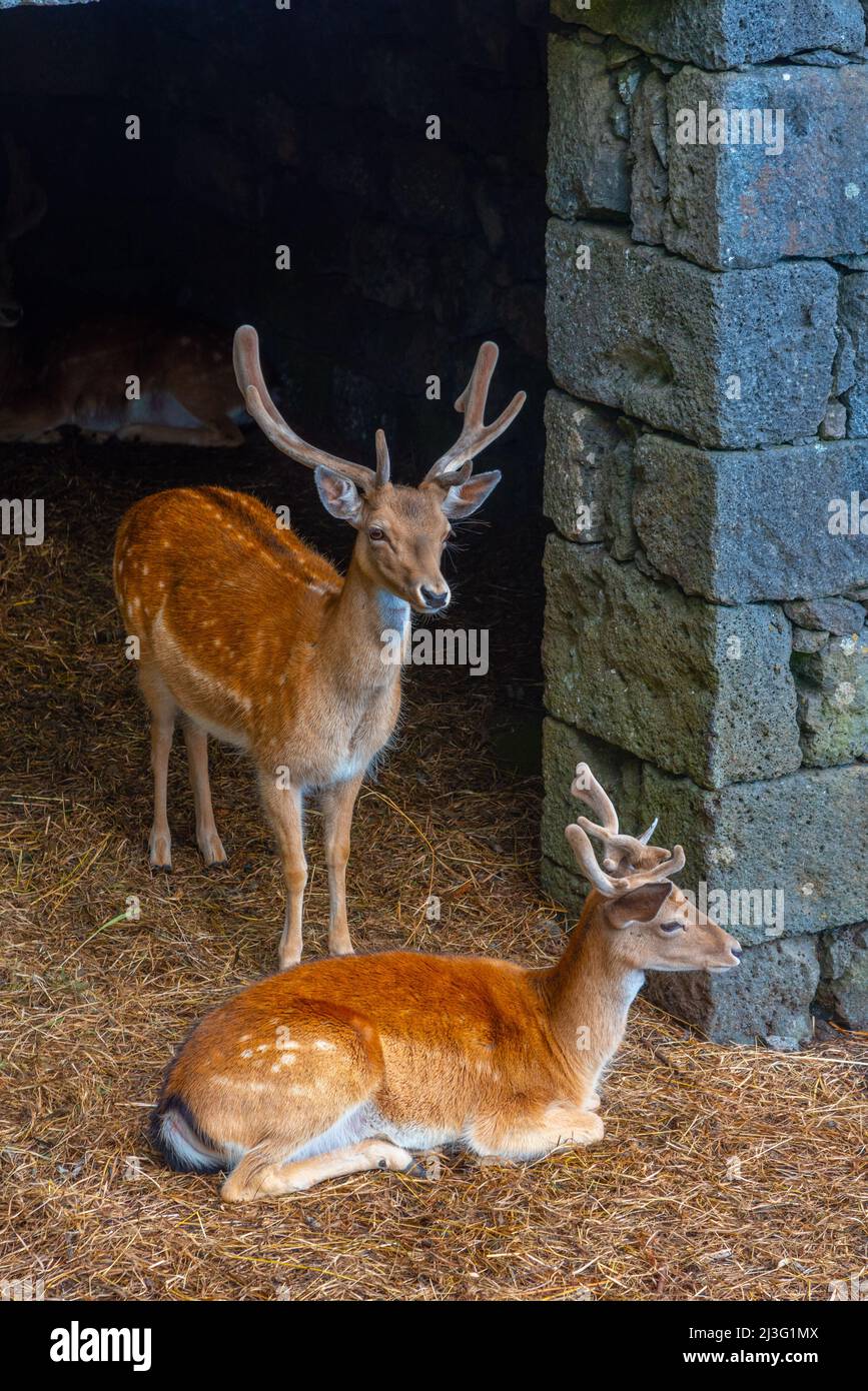Deer in enclosure at Sete Fontes forrestal park at Sao Jorge island in ...