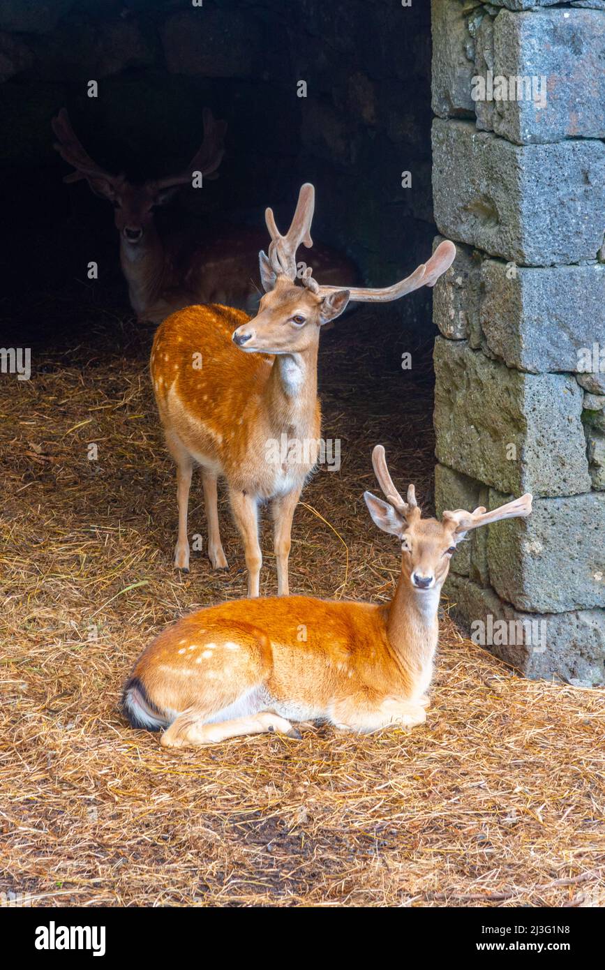 Deer in enclosure at Sete Fontes forrestal park at Sao Jorge island in ...