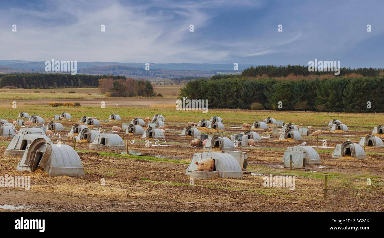 PIG FARMING FIELDS WITH SOWS IN INDIVIDUAL FARROWING HUTS Stock Photo ...