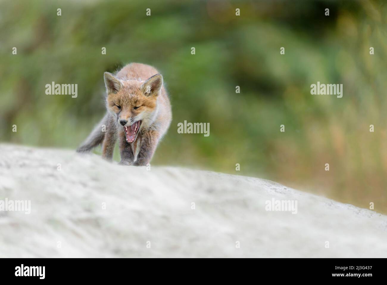 Fine art portait of Red fox (Vulpes vulpes Stock Photo - Alamy