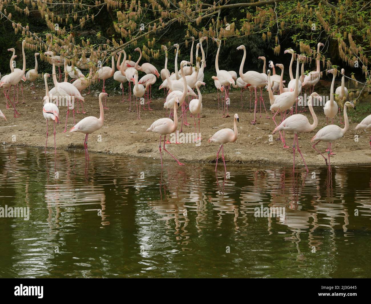 Pelican and flamingo hi-res stock photography and images - Alamy