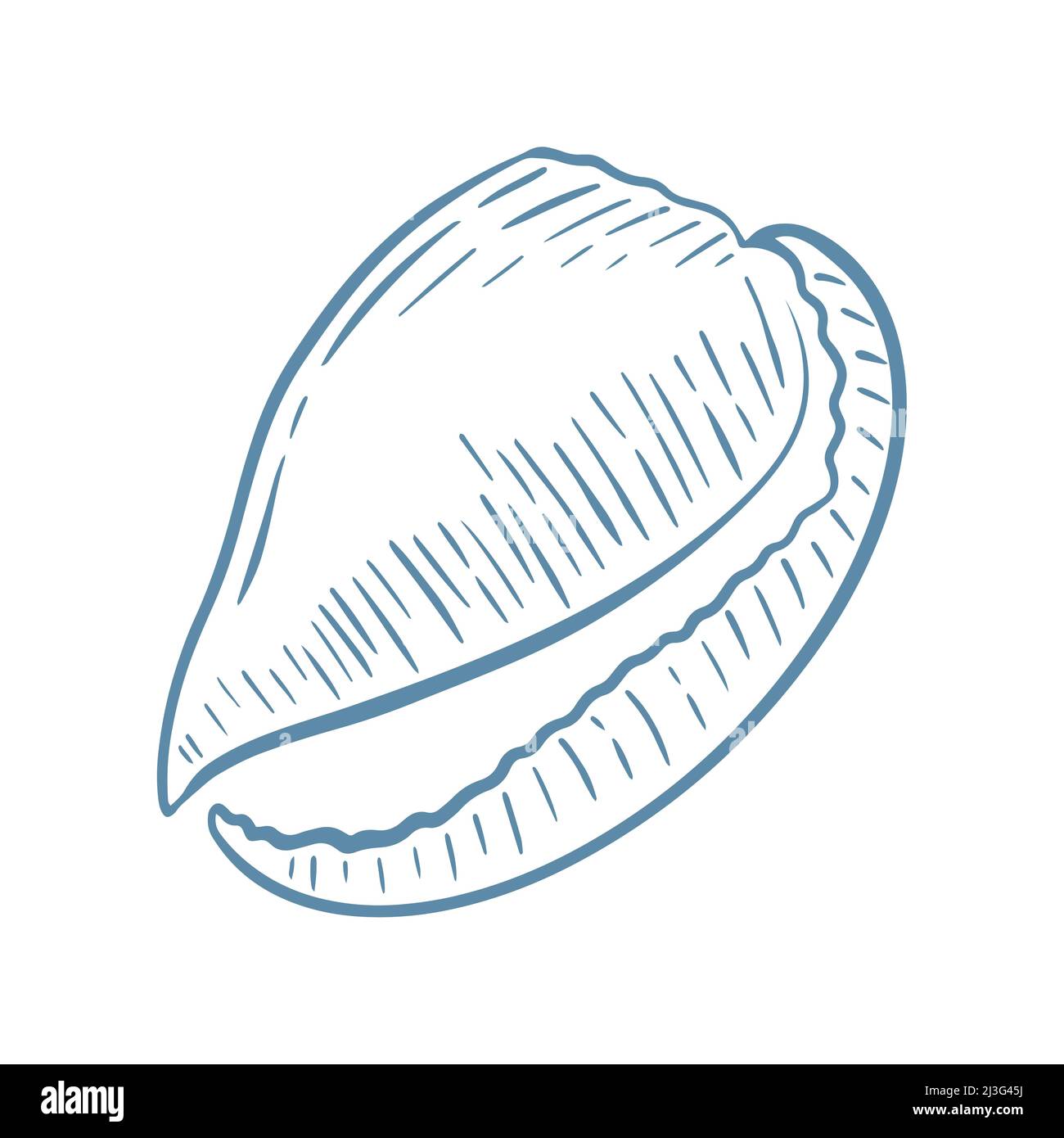 Seashell hand drawn engraving vector illustration. Mollusk sketch ...