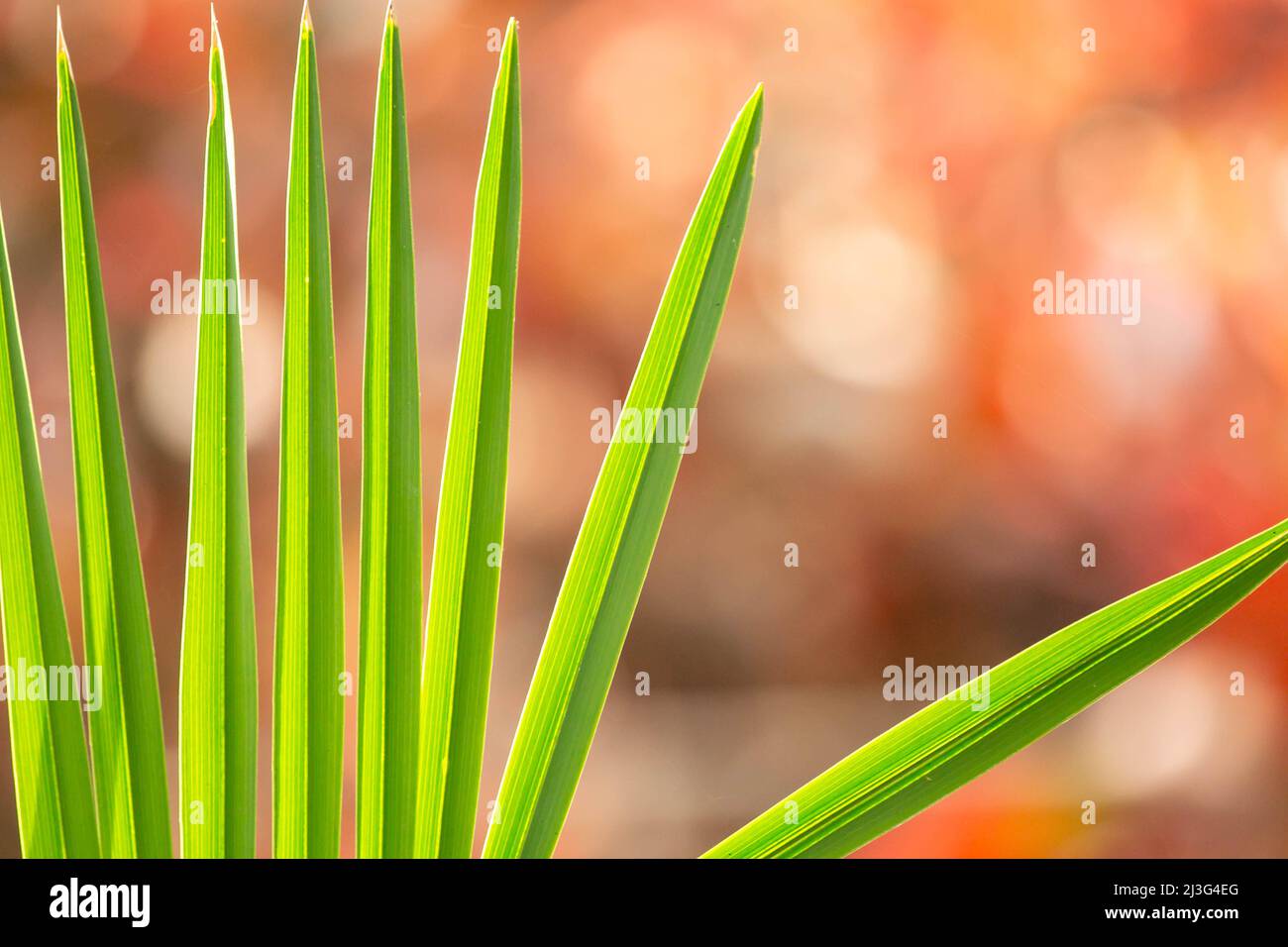 Colour of Leaves Stock Photo - Alamy