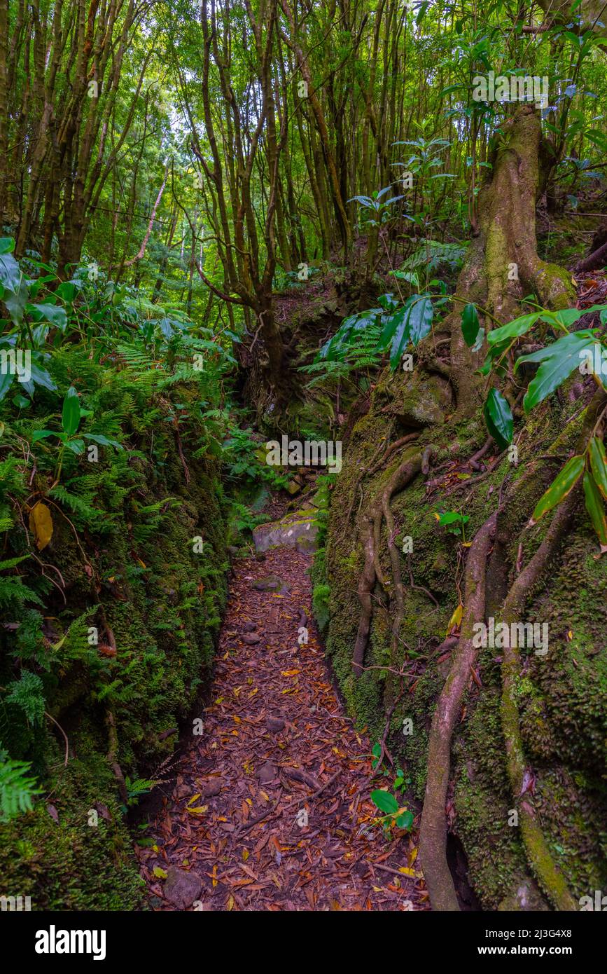 Hiking trail in a rainforest of Sao Miguel, Azores, Portugal Stock ...