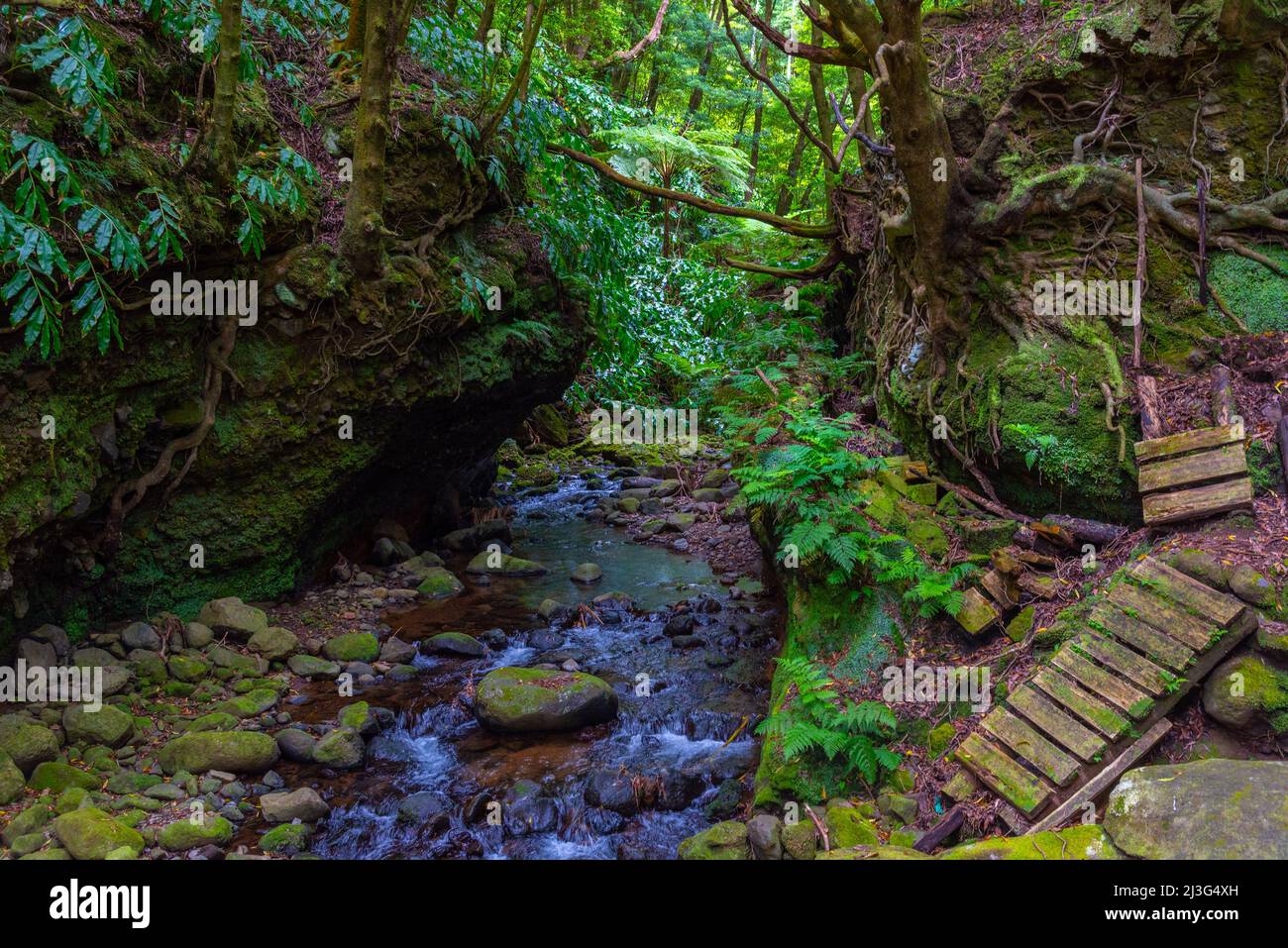 Hiking trail in a rainforest of Sao Miguel, Azores, Portugal Stock ...