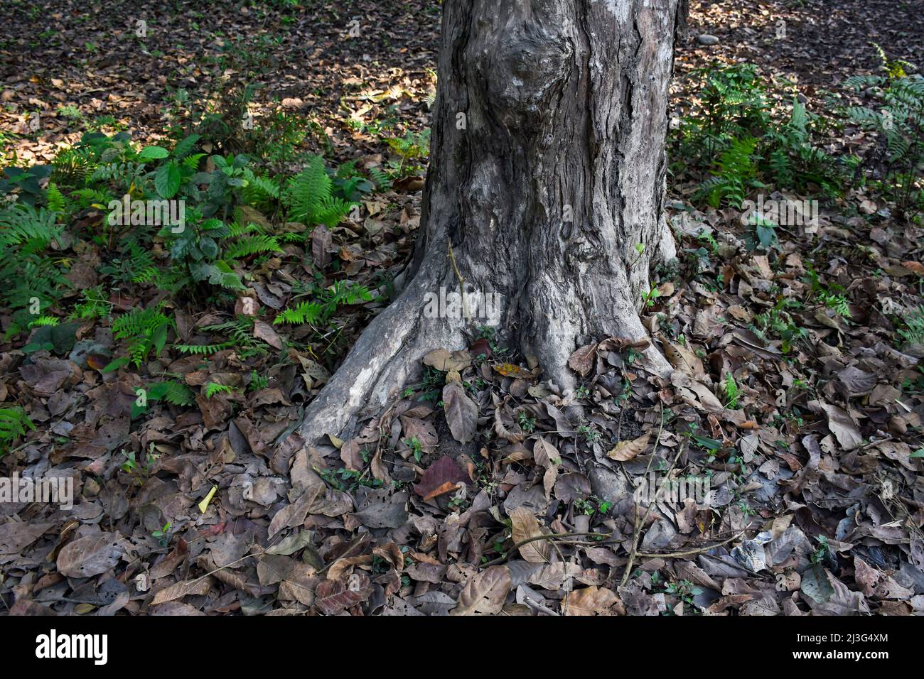 Roots of an old and big tree in the Himalyan forest Stock Photo - Alamy