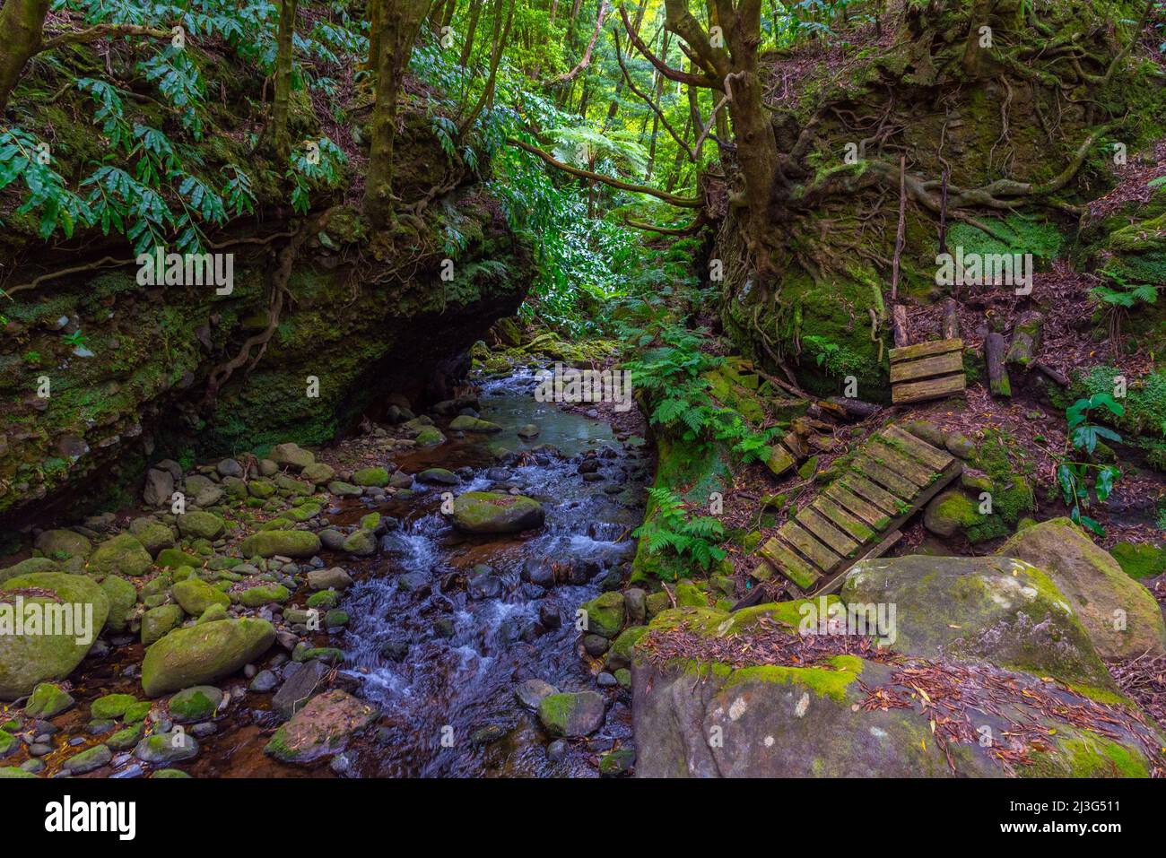 Hiking trail in a rainforest of Sao Miguel, Azores, Portugal Stock ...