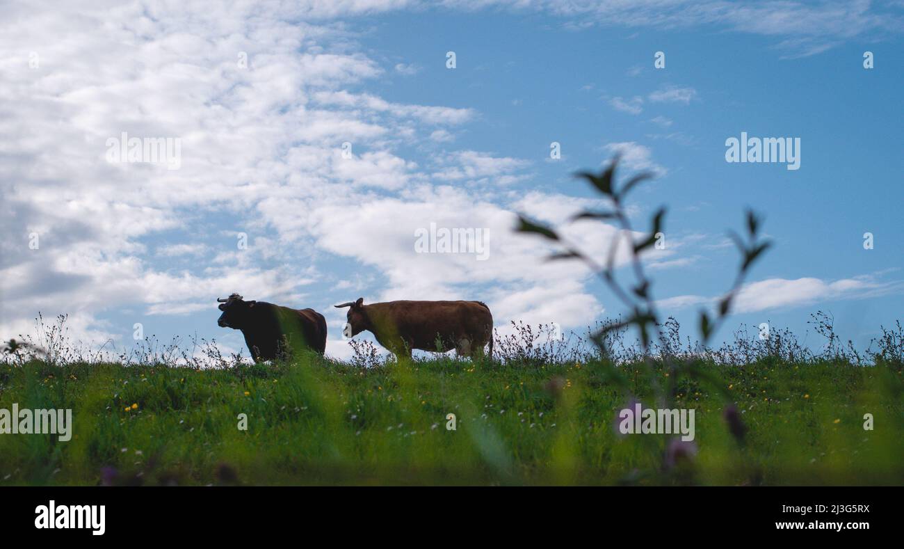 Two friendly cows hi-res stock photography and images - Alamy