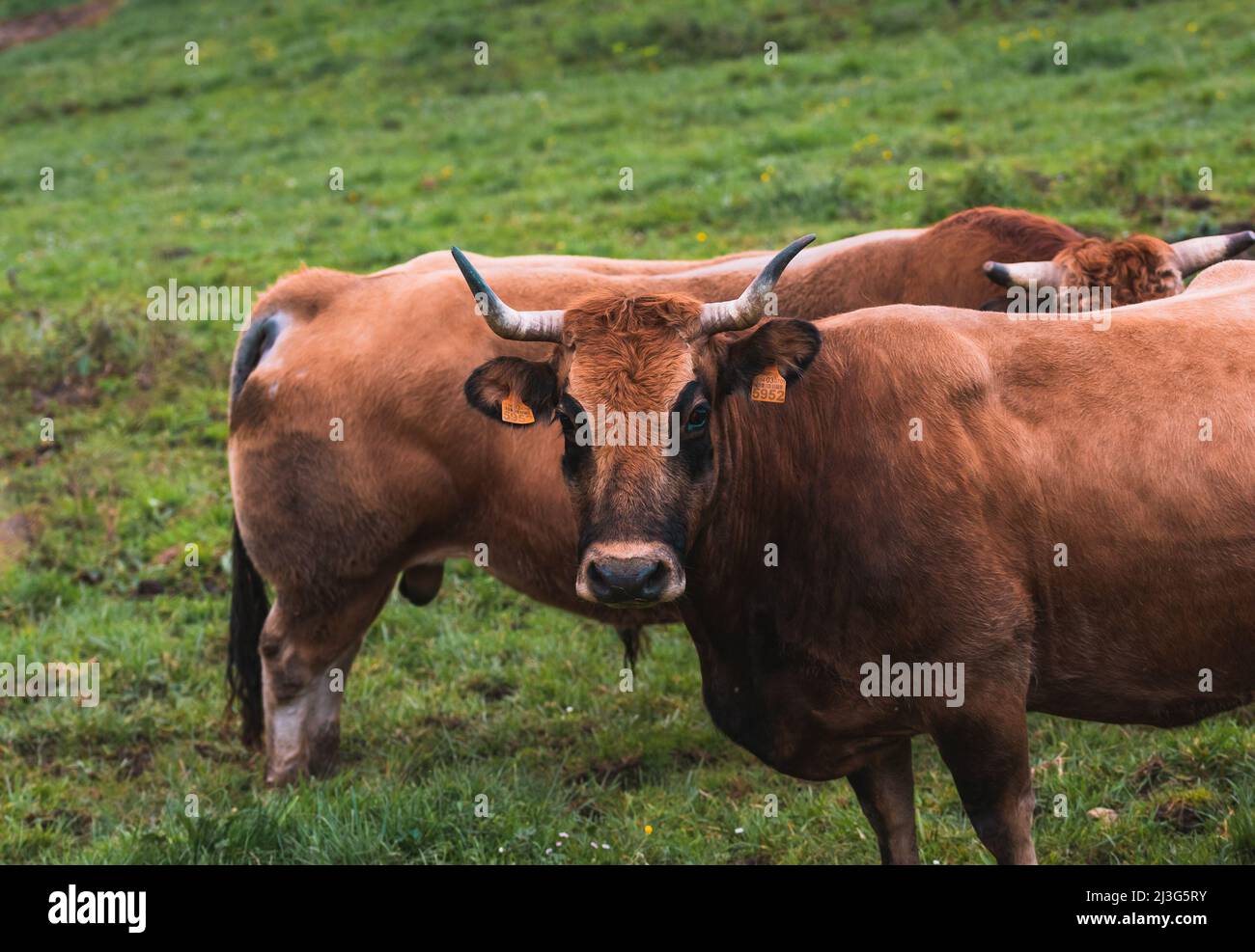 Ox ranch hi-res stock photography and images - Alamy