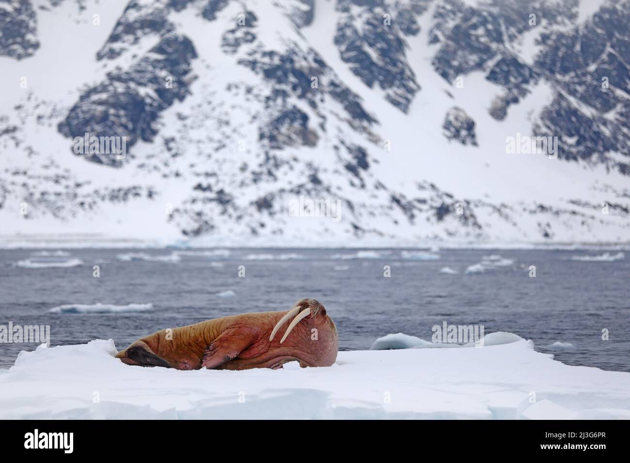Walrus, Odobenus rosmarus, stick out from blue water on white ice with ...