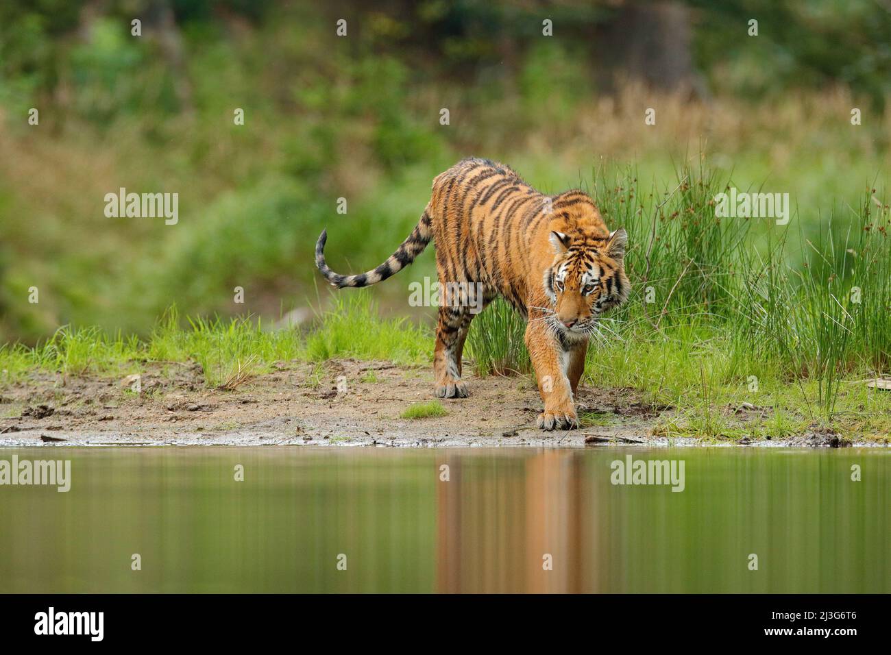 Amur tiger walking near river water. Siberian tiger action wildlife ...