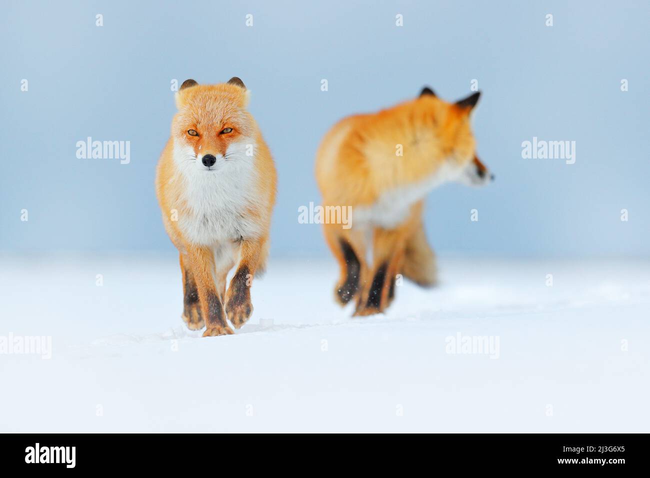 Red fox pair playing in the snow. Funny moment in nature. Winter scene ...