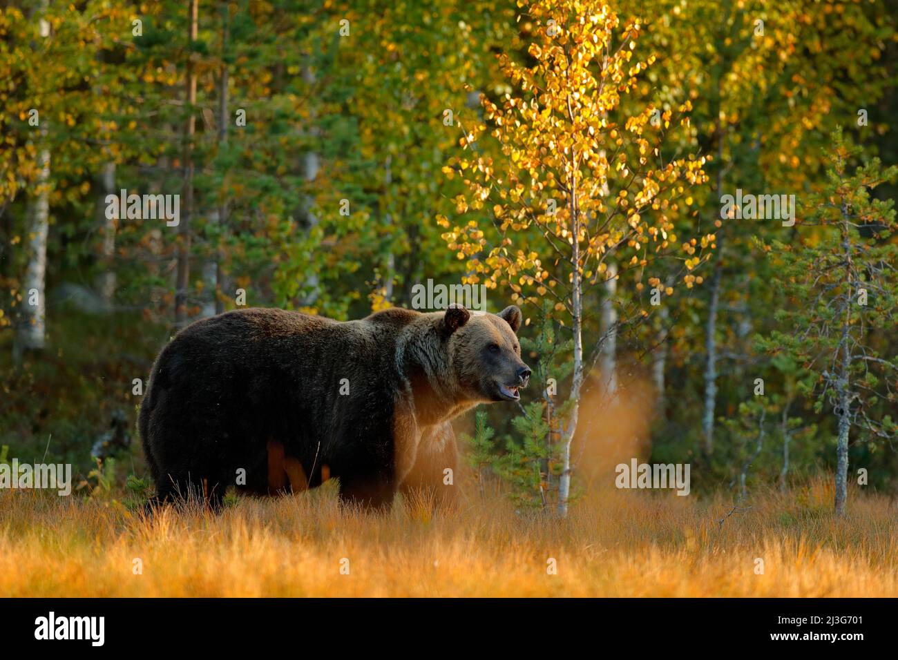 Autumn wood with bear. Beautiful brown bear walking around lake with ...
