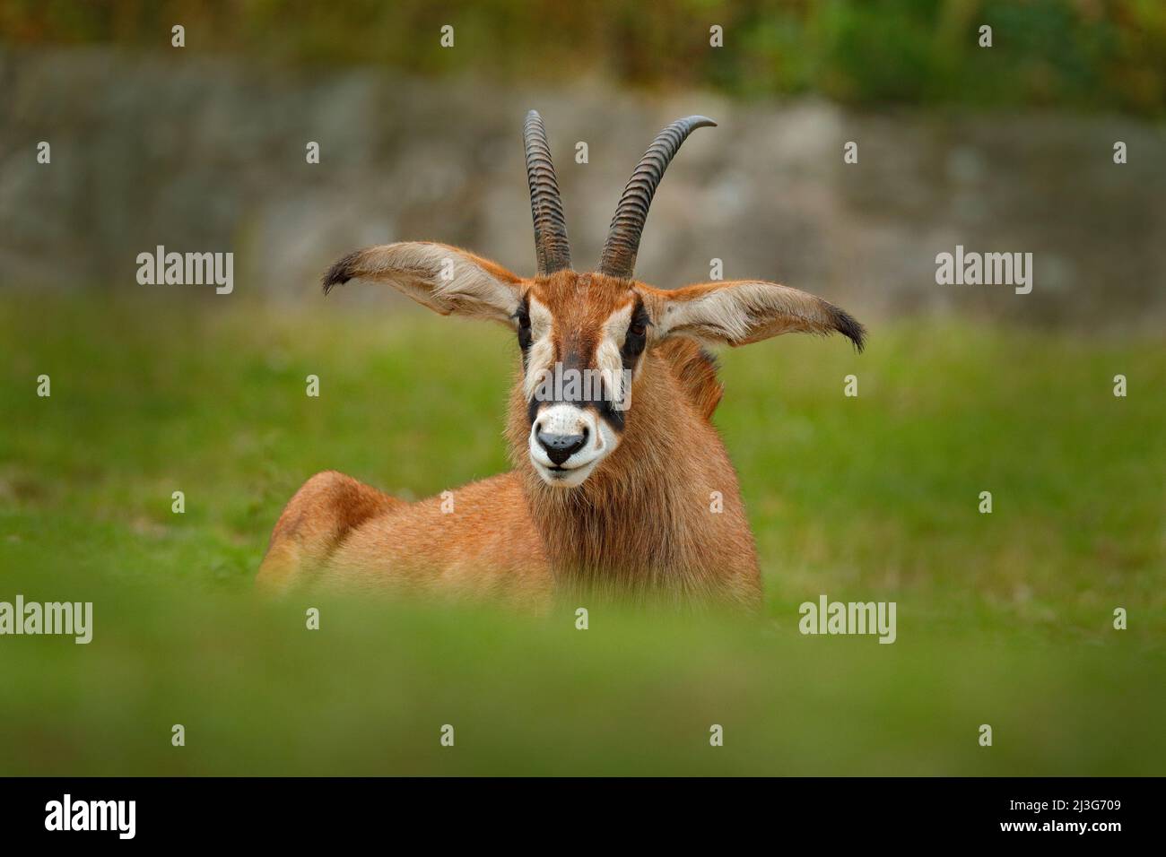 Roan antelope, Hippotragus equinus,savanna antelope found in West ...