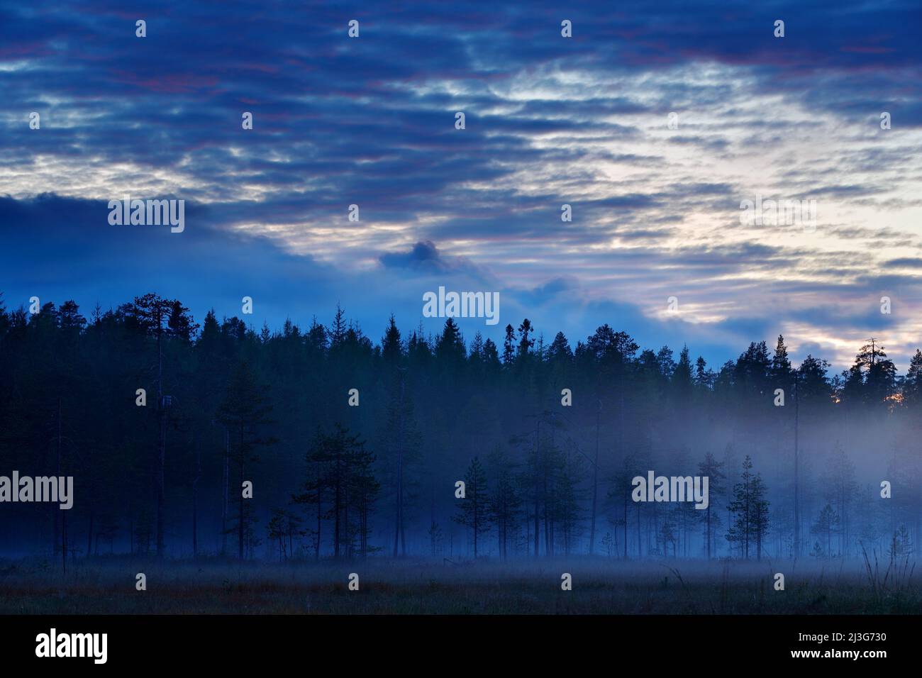 Magic foggy landscape, forest with fog after sunset. Fall landscape ...