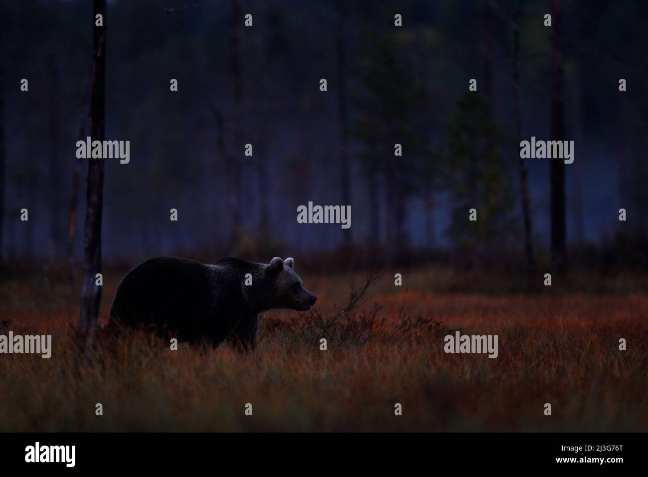 Night nature Bear hidden in forest. Autumn trees with bear. Beautiful ...