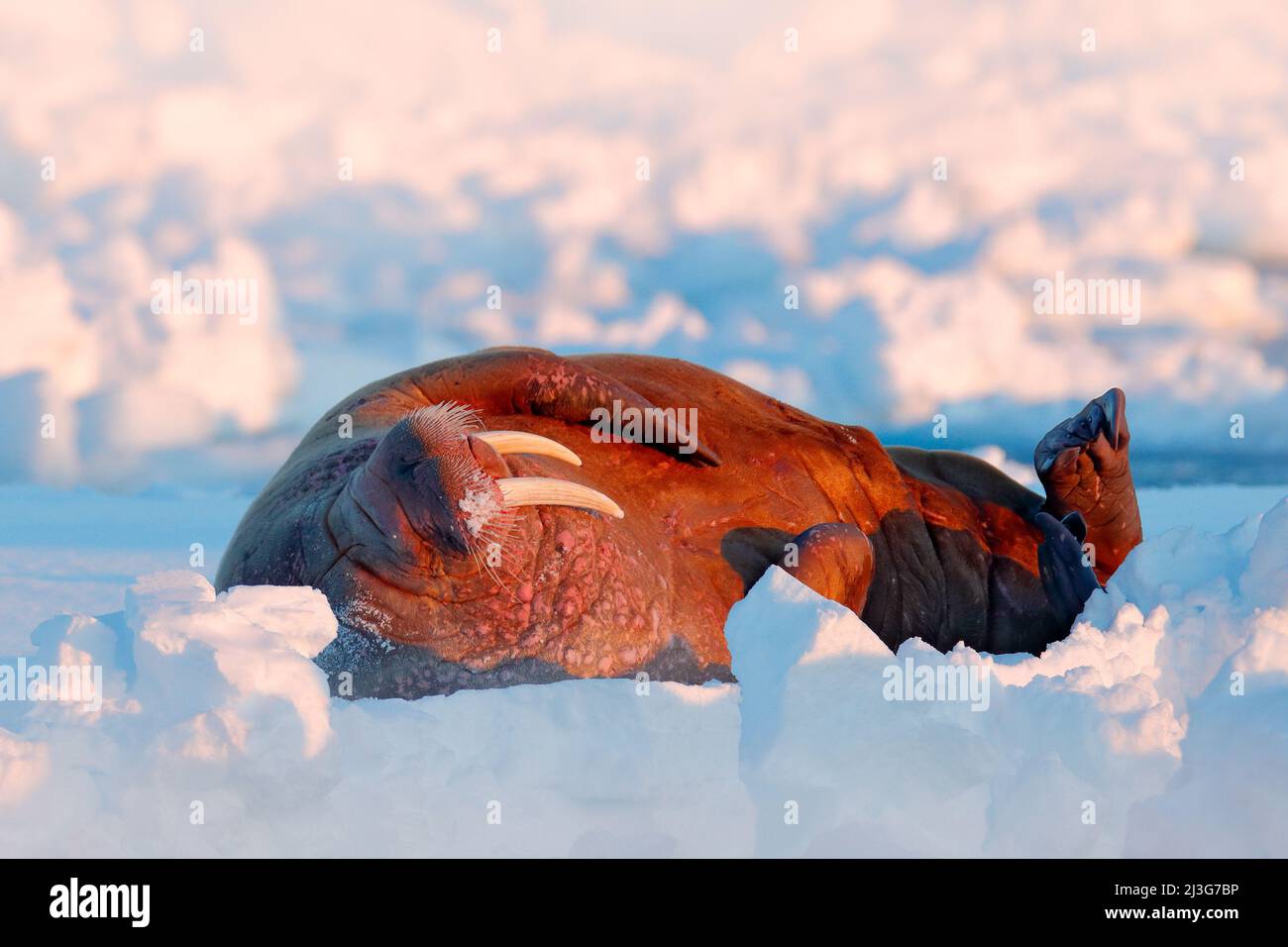 Walrus, Odobenus rosmarus, stick out from blue water on white ice with ...
