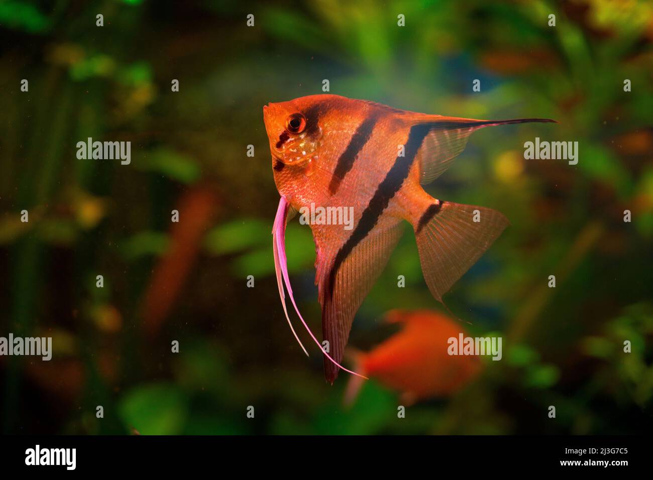 Pterophyllum scalare Angelfish, nature green habitat. Orange and pink ...