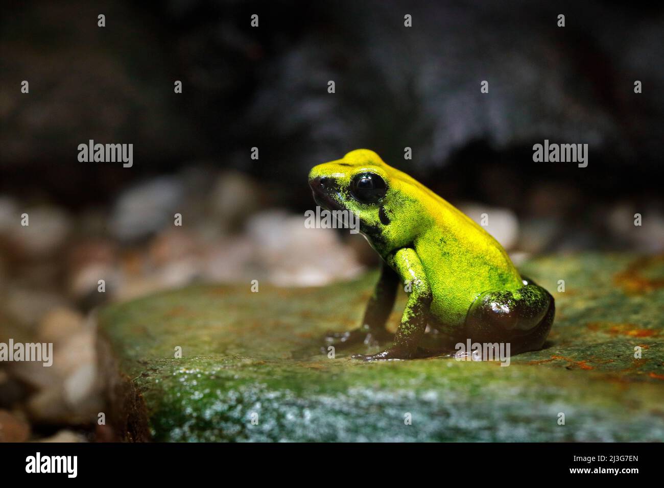 Golden Poison Frog, Phyllobates terribilis, yellow poison frog in ...