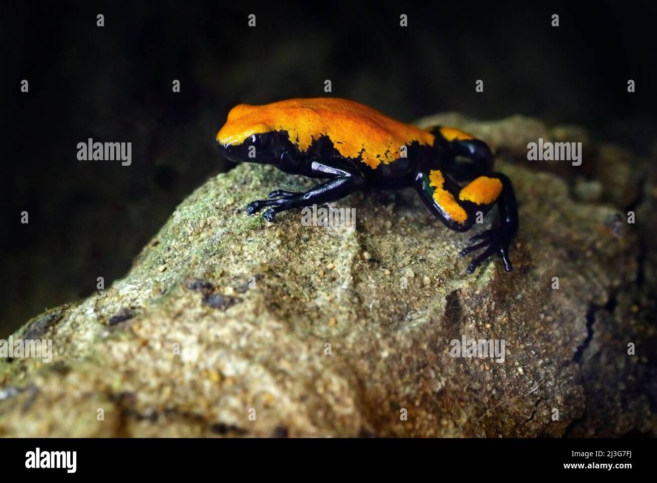 Splash backed dart frog hi-res stock photography and images - Alamy