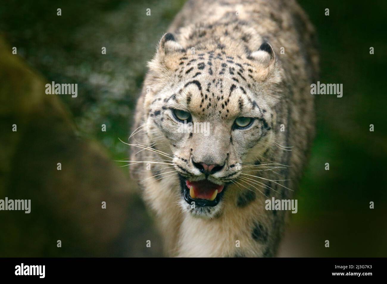Snowy leopard. Face portrait of snow leopard with green vegation ...