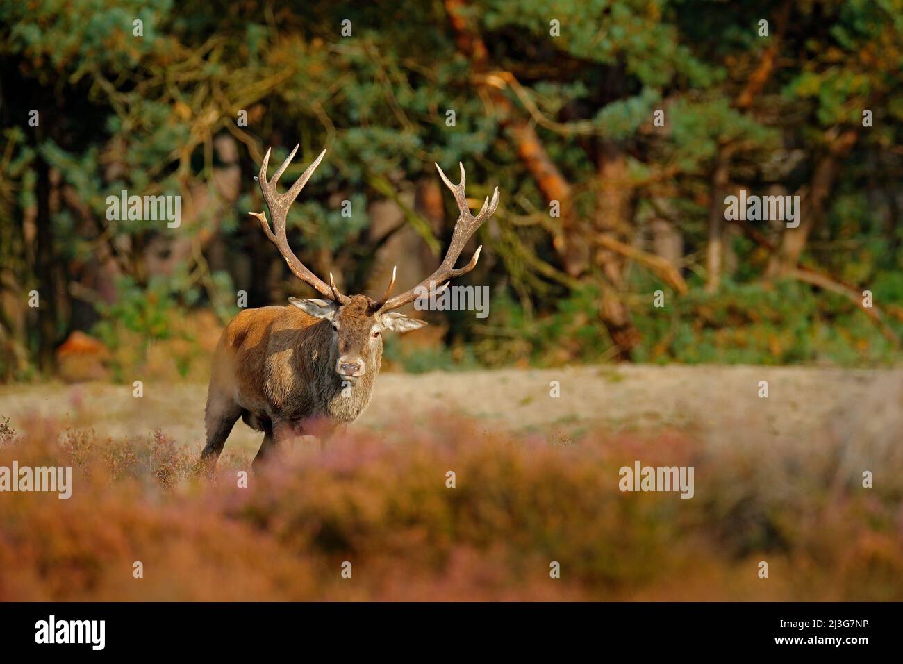 Red deer, rutting season, Netherlands. Deer stag, bellow majestic ...