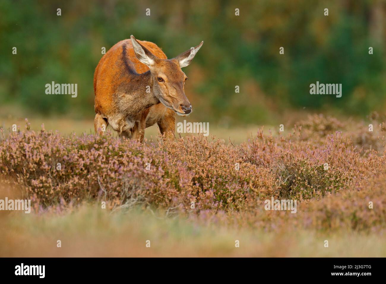 Heath Moorland, autumn animal behaviour. Hind doe of red deer, rutting ...