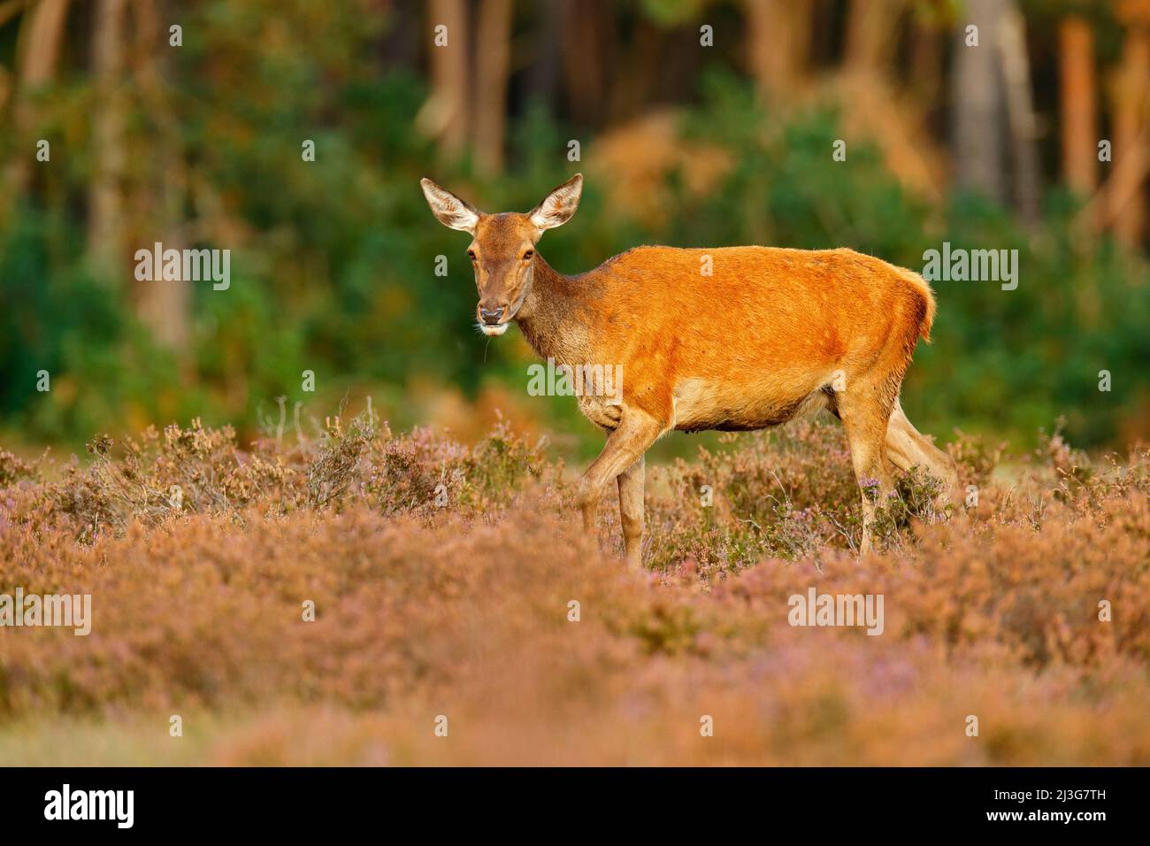Hind doe of red deer, rutting season, Hoge Veluwe, Netherlands. Deer ...