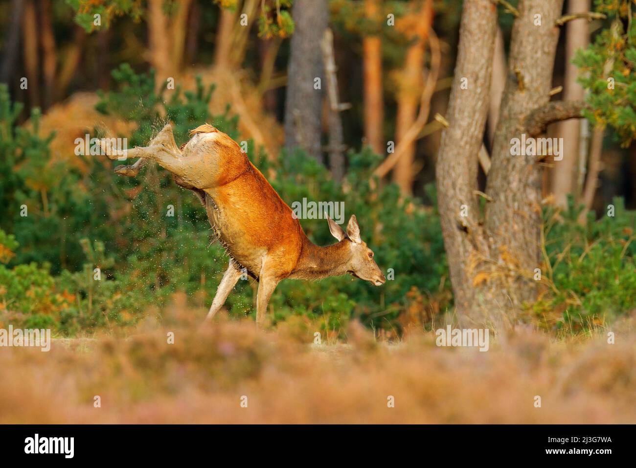 Deer jumping enclosure hi-res stock photography and images - Alamy