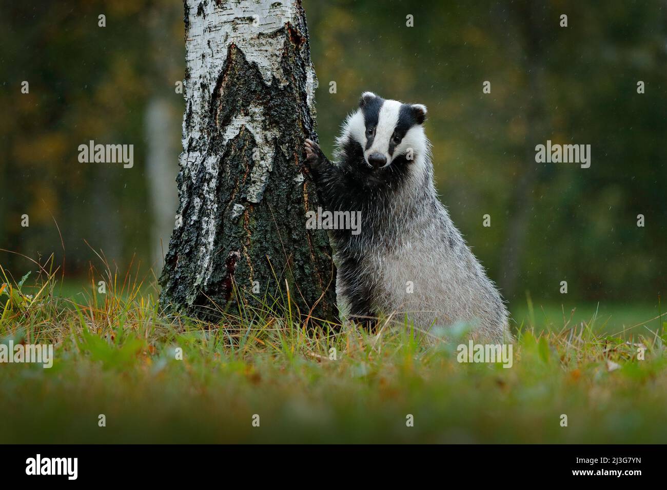 Badger in forest, animal nature habitat, Germany. Wildlife scene. Wild ...