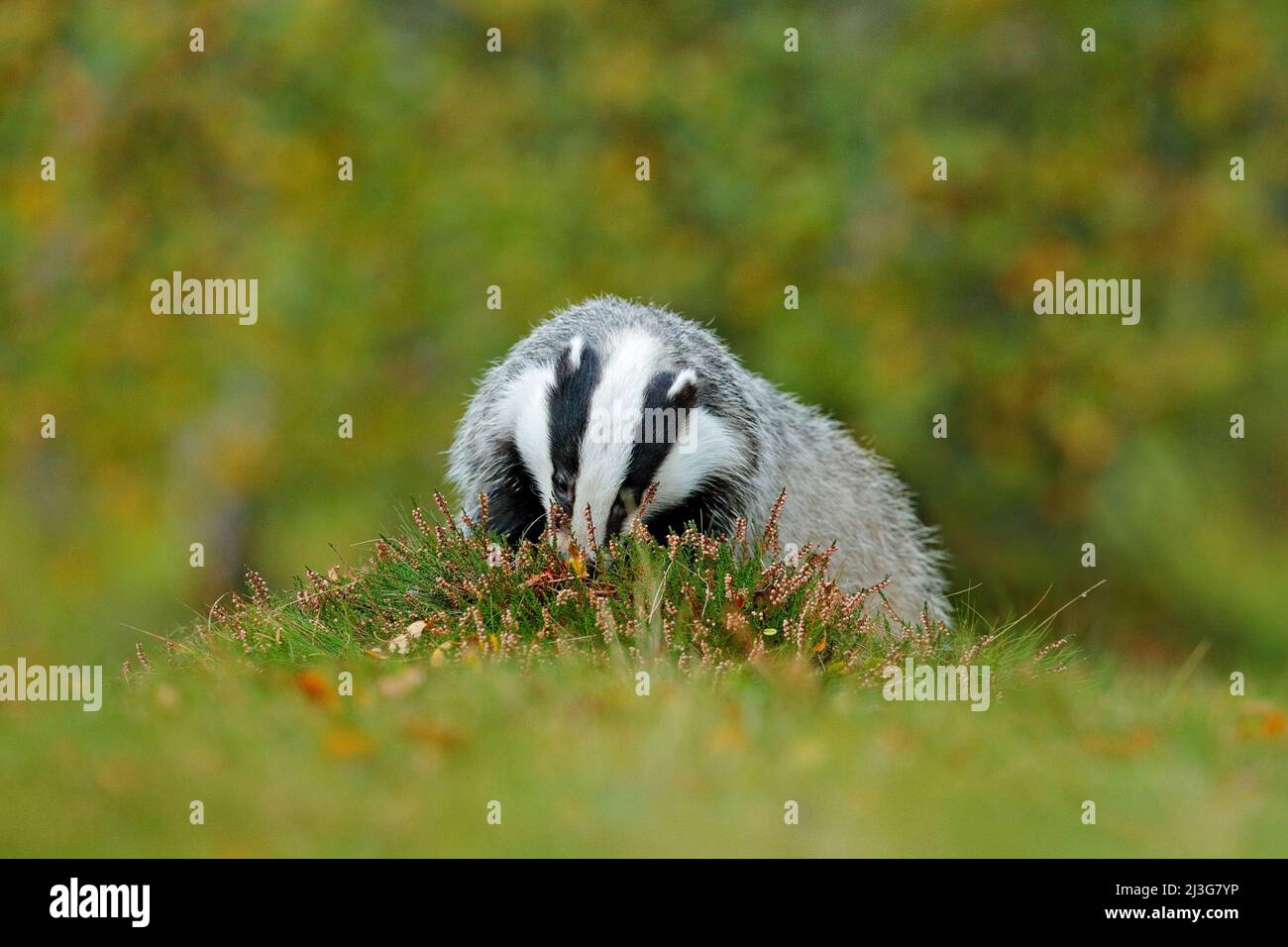 Badger in green forest, animal in nature habitat, Germany, central ...