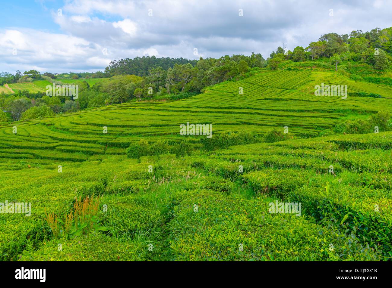 Gorreana tea plantation at Sao Miguel island at Portugal Stock Photo ...