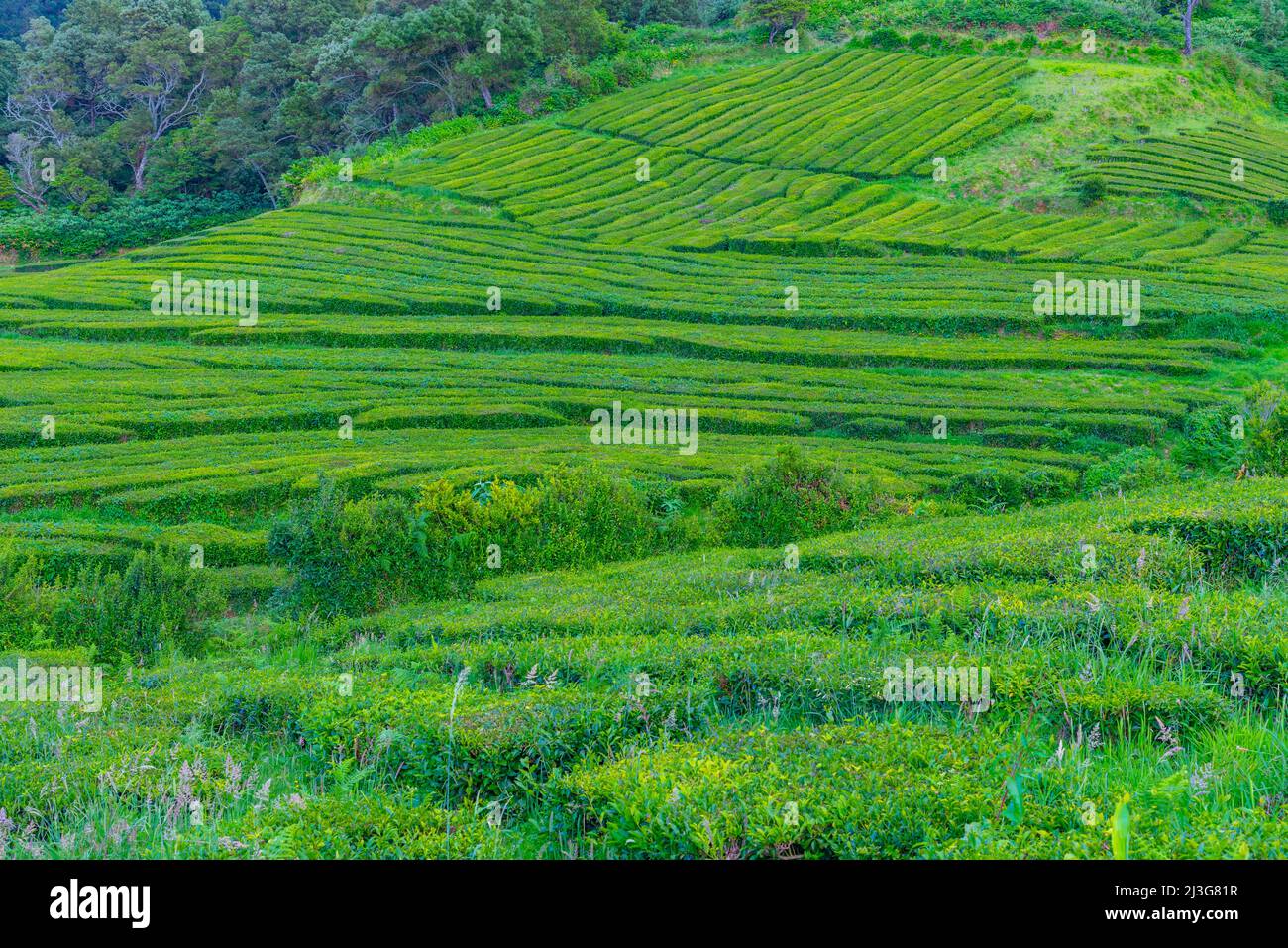 Gorreana tea plantation at Sao Miguel island at Portugal Stock Photo ...