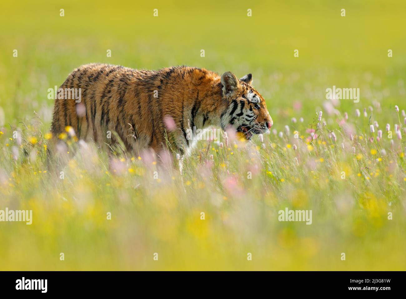 Tiger in blooms. Flowered meadow with tiger. Tiger with ping and yellow ...
