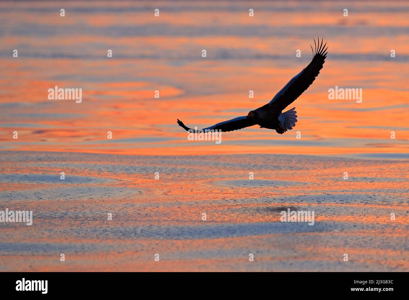 Eagle flying above the sea. Beautiful Steller's sea eagle, Haliaeetus ...