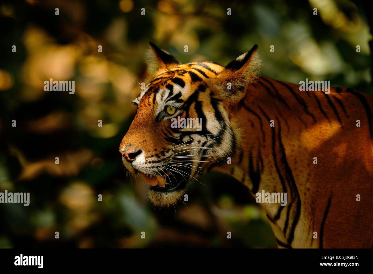 Big cat, endangered animal. End of dry season, beginning monsoon. Tiger ...