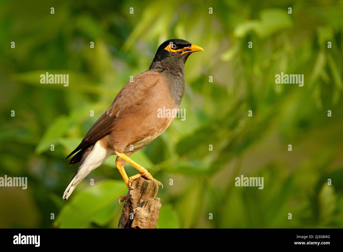 Common Myna, Acridotheres tristis, at Ranthambore National Park. Animal ...