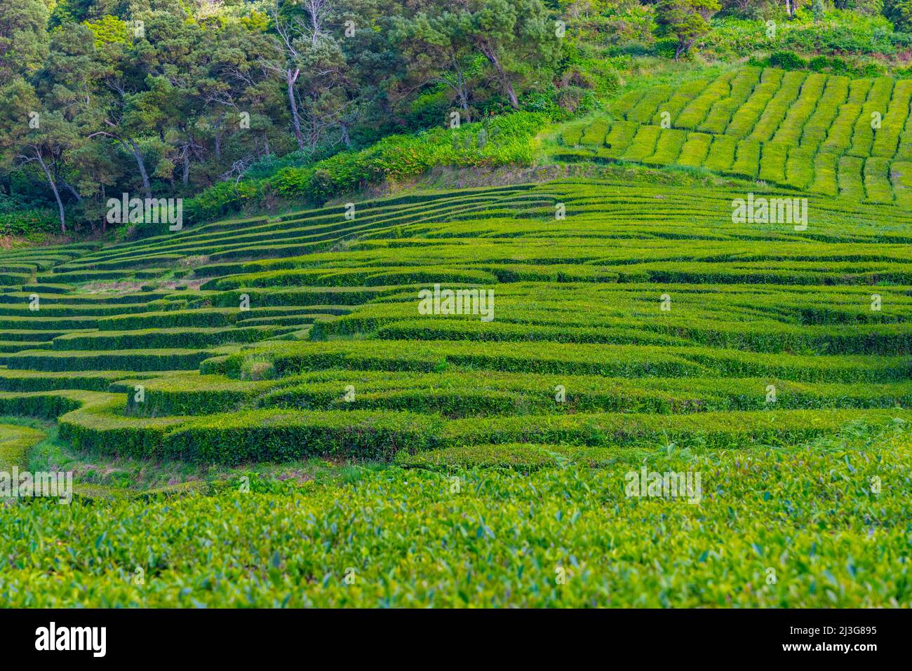 Gorreana tea plantation at Sao Miguel island at Portugal Stock Photo ...