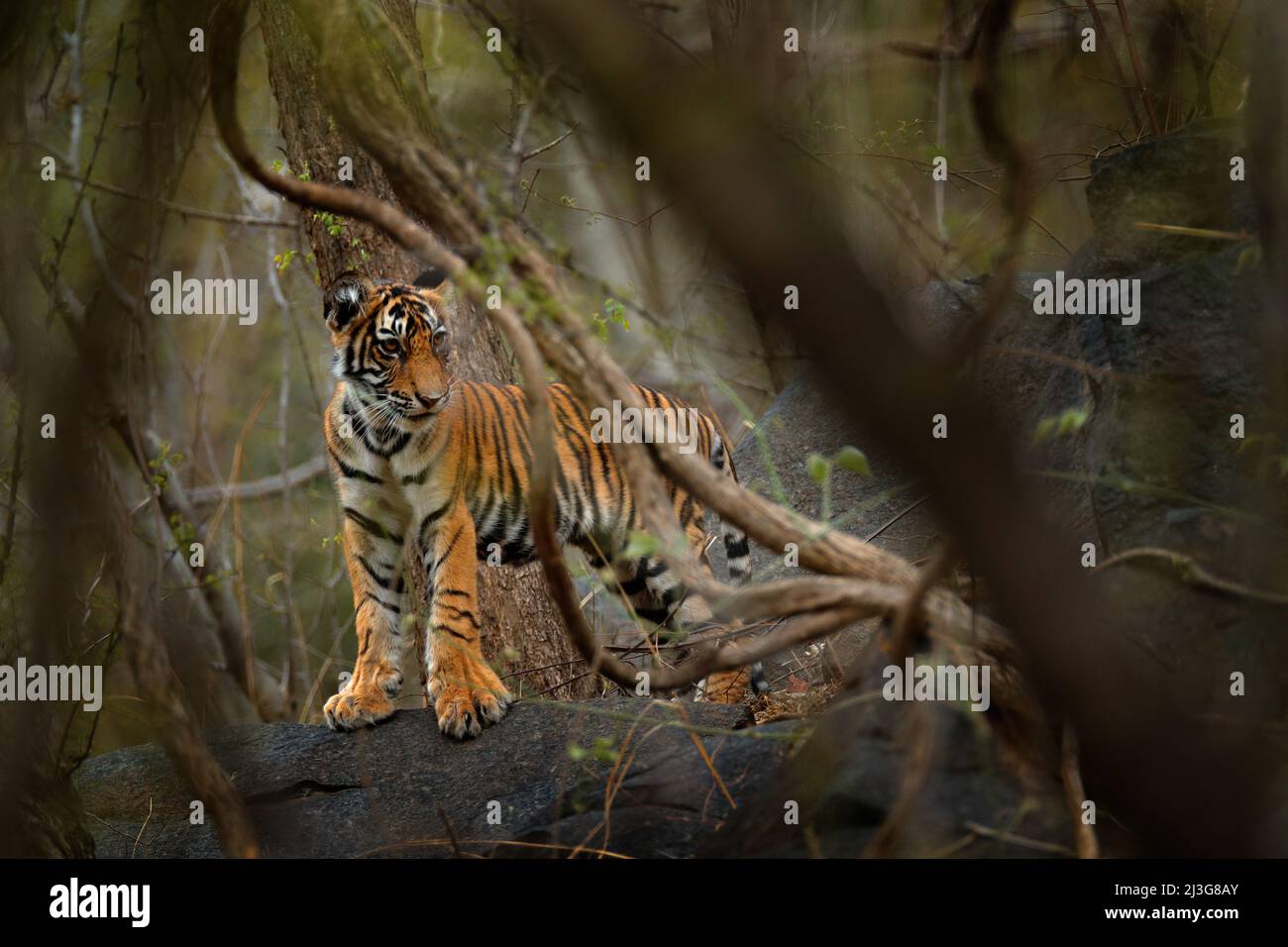 Yiung Indian tiger, wild animal in the nature habitat, Ranthambore ...