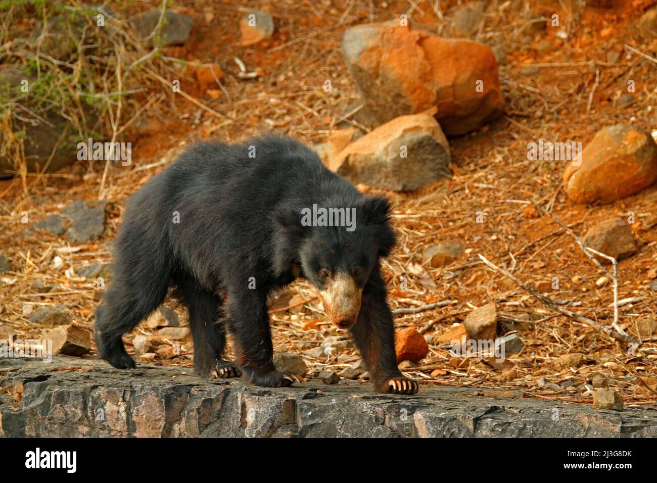 Wild sloth bear, Melursus ursinus, Ranthambore National Park, India ...