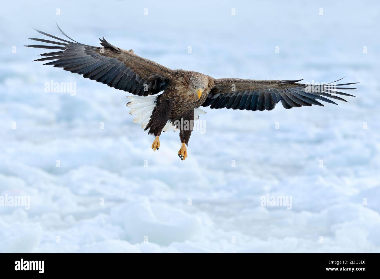 Eagle fly above the sea ice. Winter scene with bird of prey. Big eagles ...