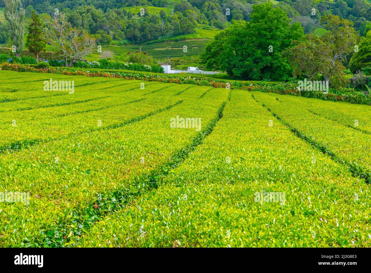 Gorreana tea plantation at Sao Miguel island at Portugal Stock Photo ...