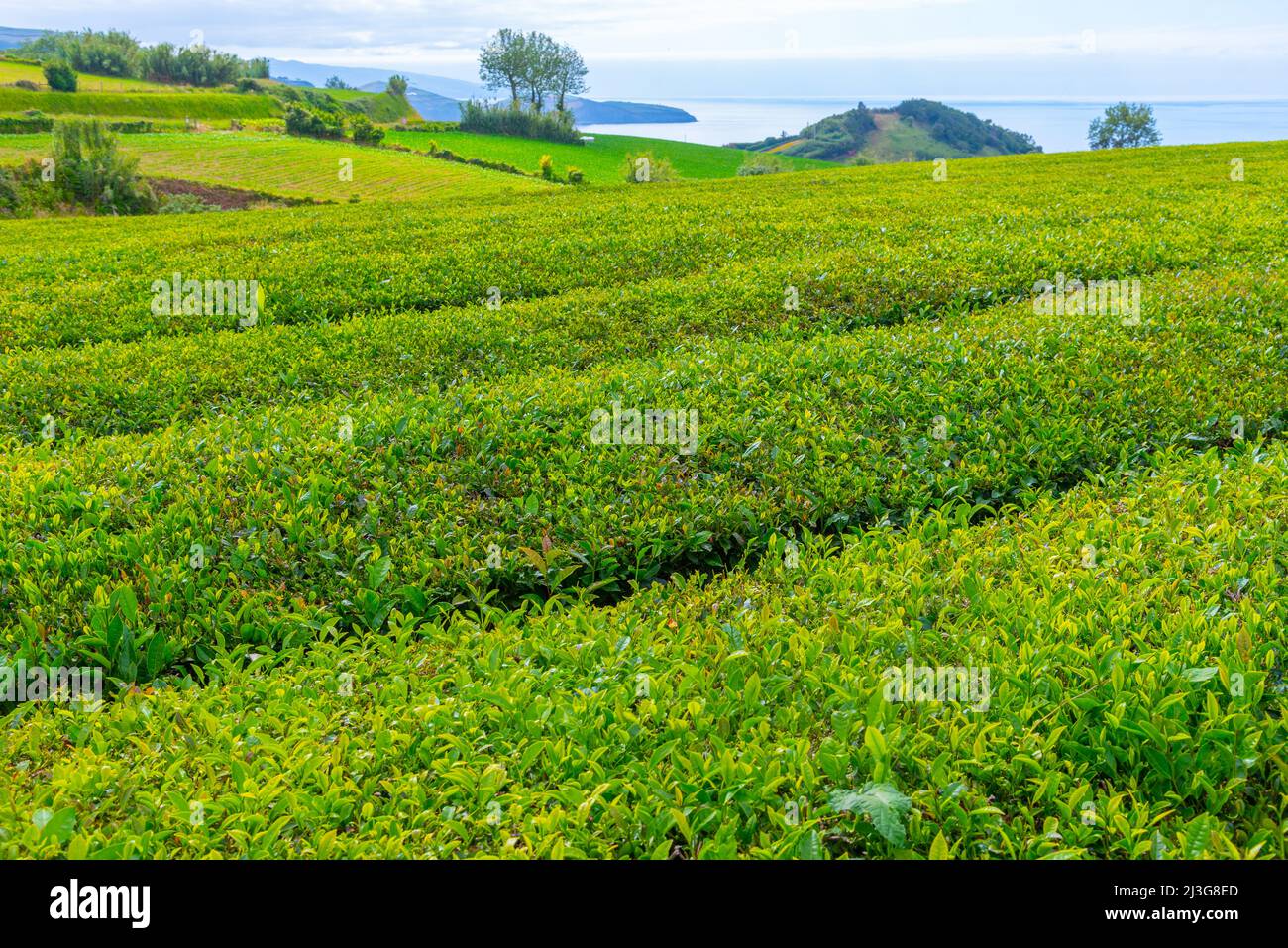 Gorreana tea plantation at Sao Miguel island at Portugal Stock Photo ...