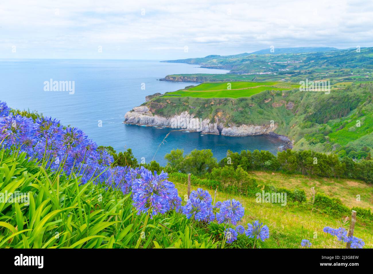 Hydrangea flowers and coastline of Sao Miguel island in Portugal Stock ...